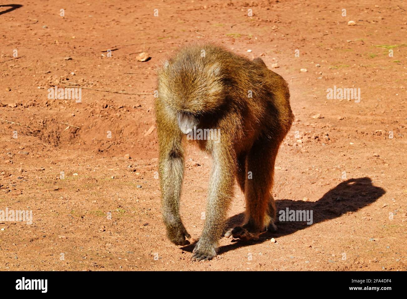 Walking behind a monkey hi-res stock photography and images - Alamy