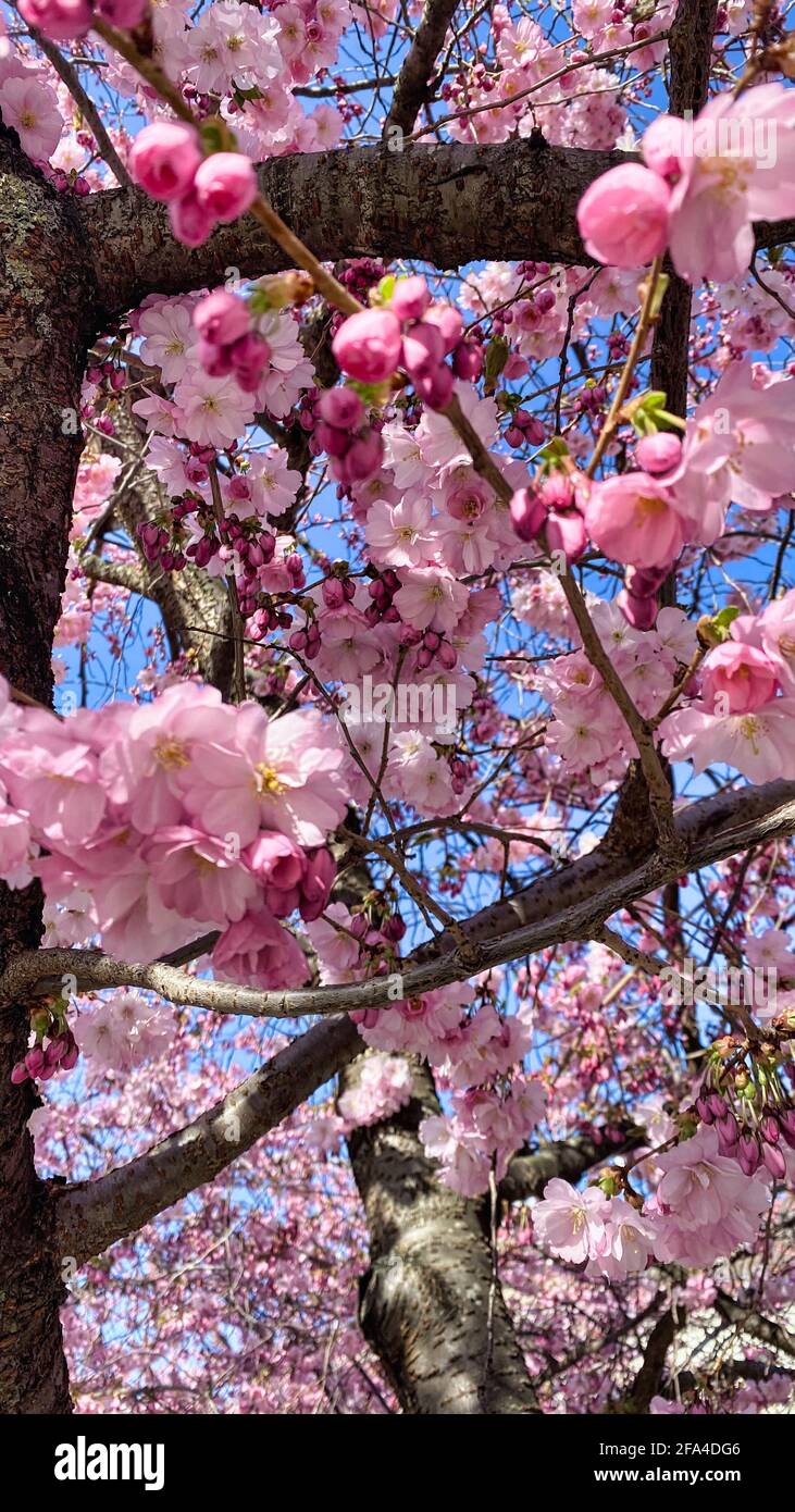 Tree filled cherry flowers hi-res stock photography and images - Alamy