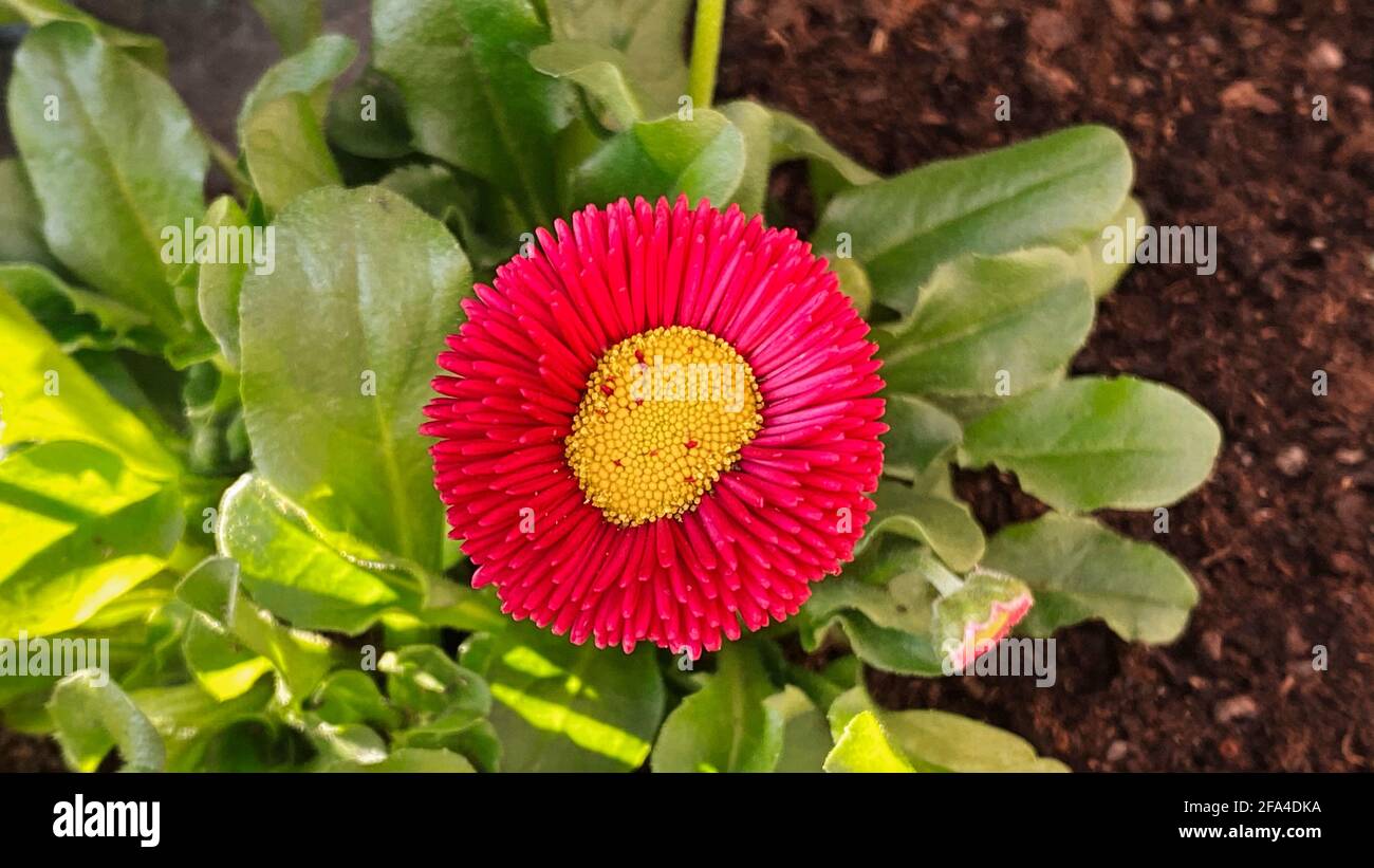 A close up of a flower. High quality photo Stock Photo - Alamy