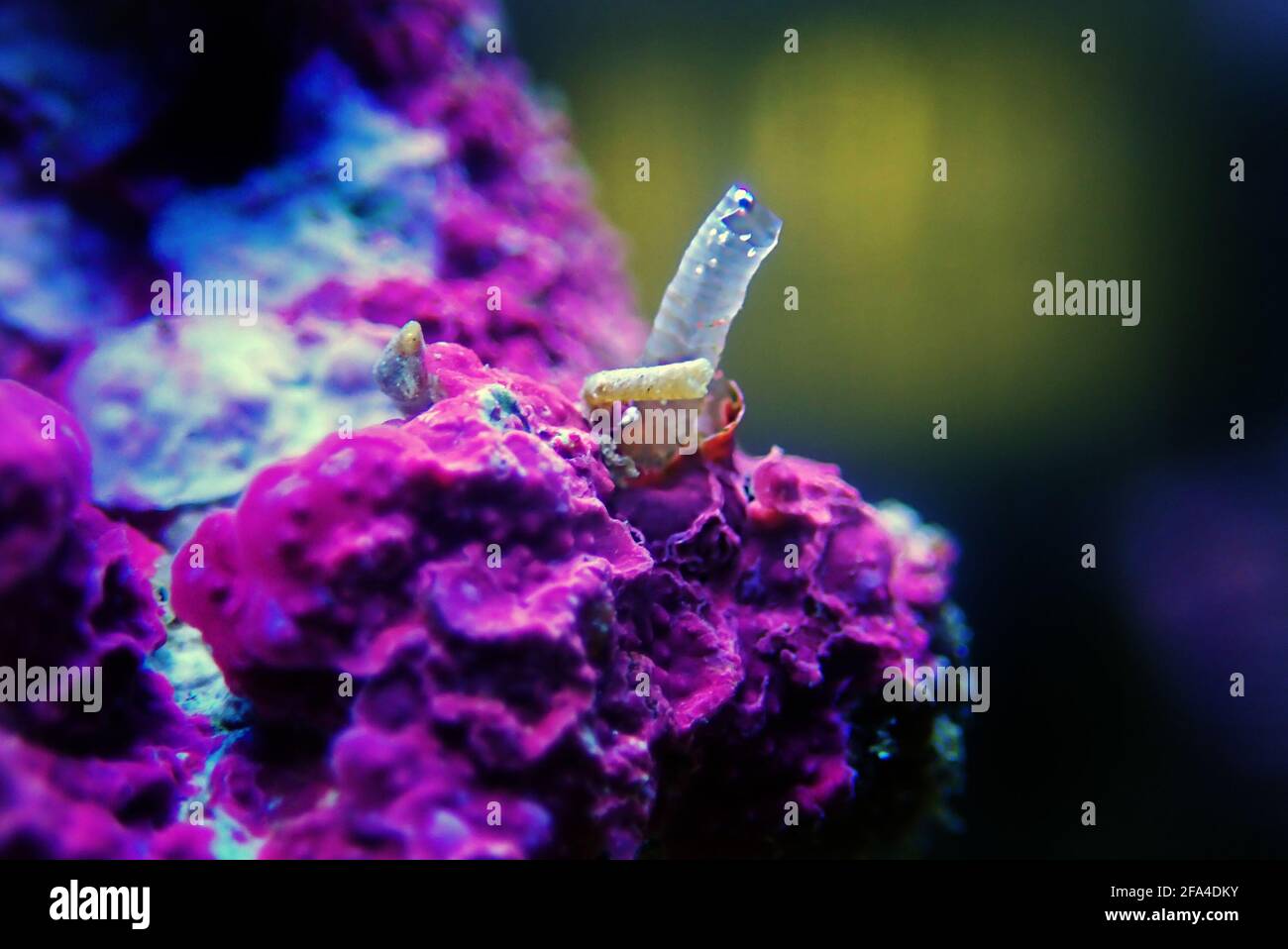 Vermetidae hi-res stock photography and images - Alamy