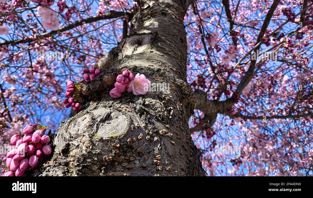 Tree filled cherry flowers hi-res stock photography and images - Alamy