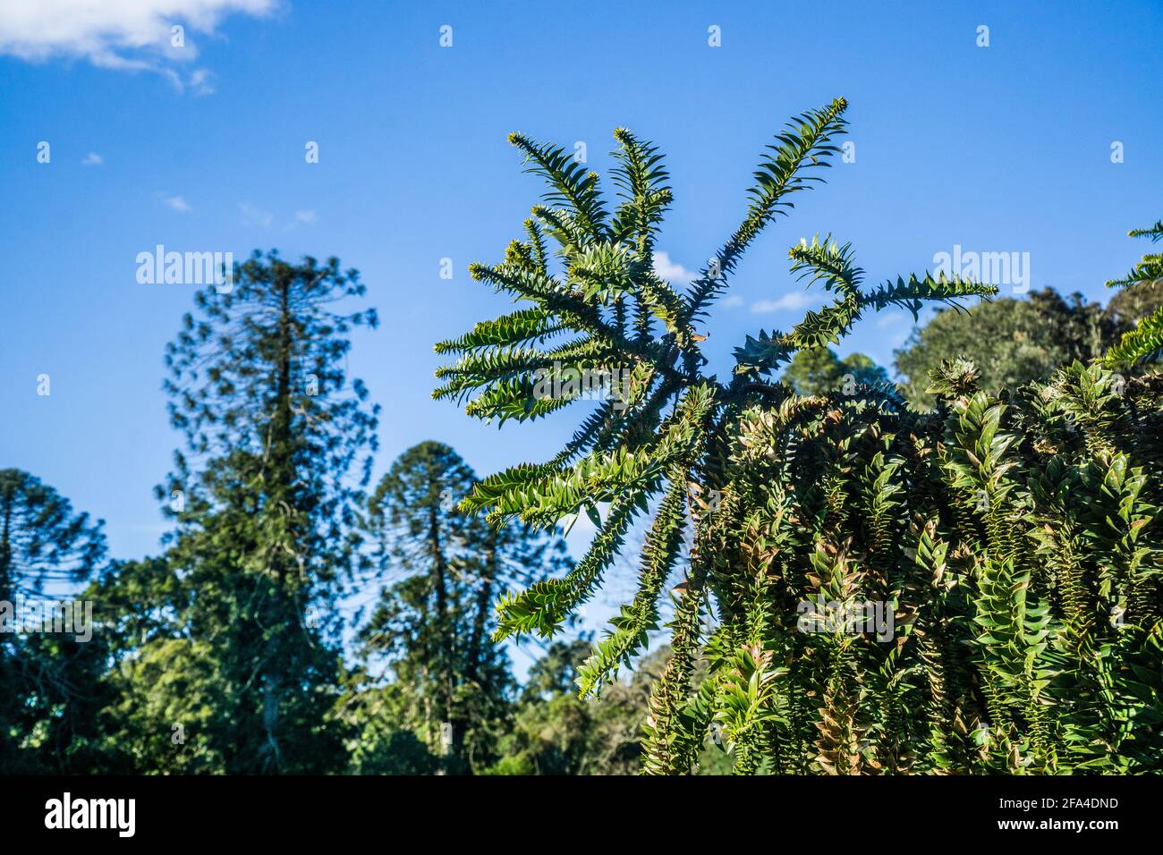 Bunya mountains national park hi-res stock photography and images - Alamy