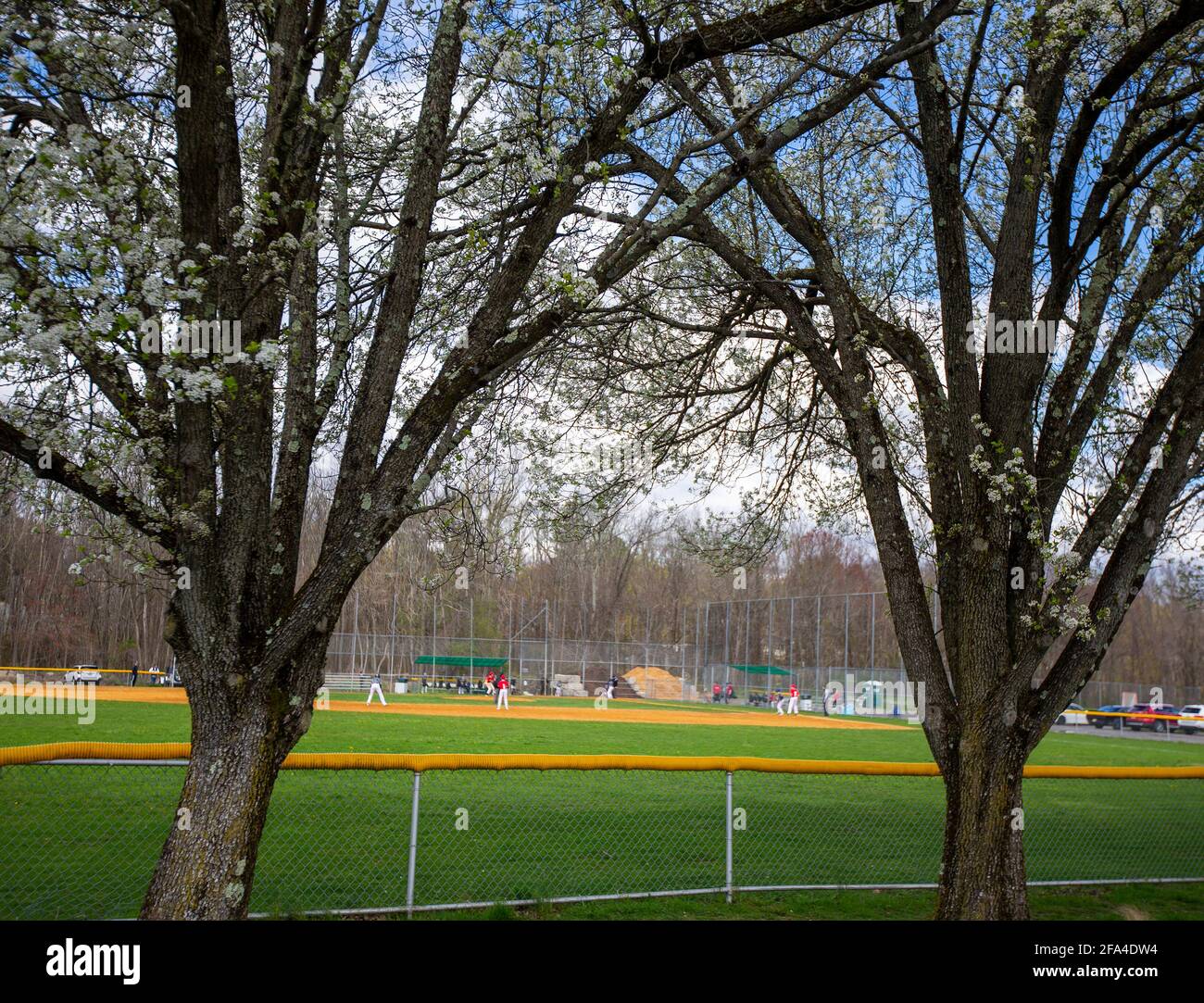 A baseball game as seen between blossoming tree Stock Photo - Alamy