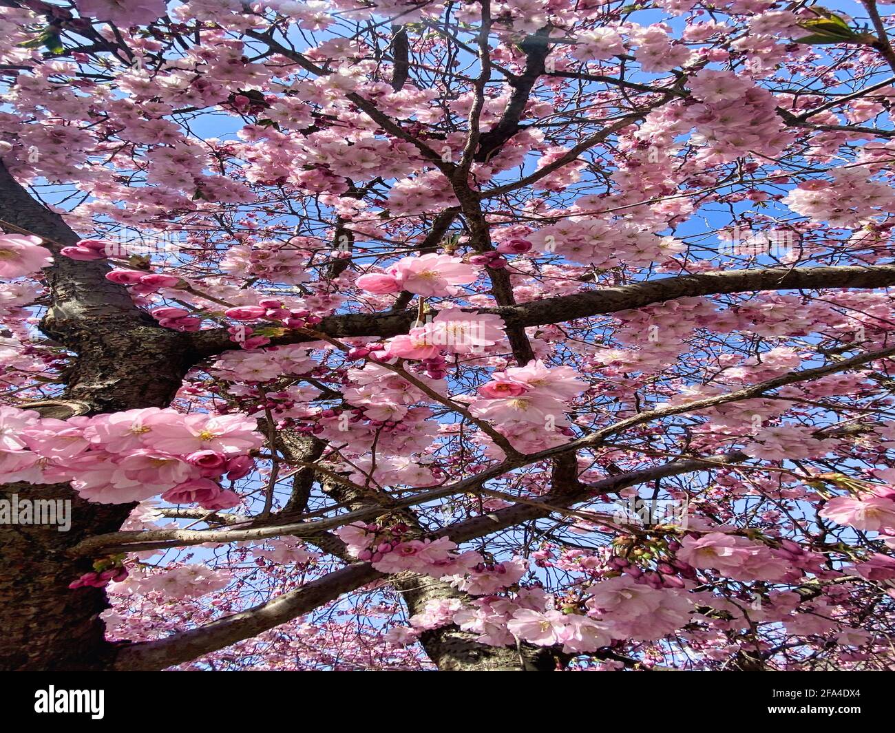 A park filled with blooming cherry tree. High quality photo Stock Photo ...