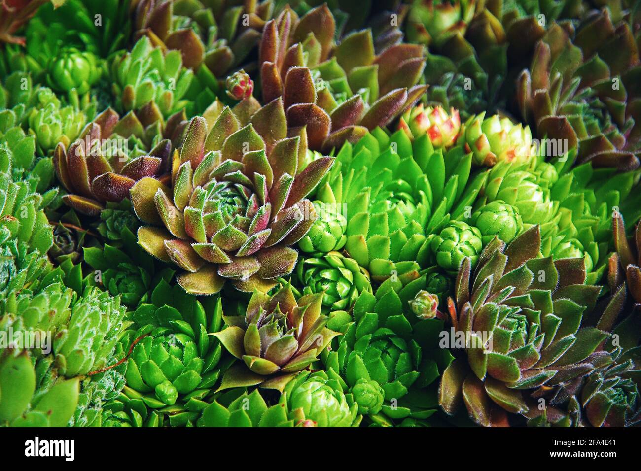 Ground Covering Plants High Resolution Stock Photography and Images - Alamy