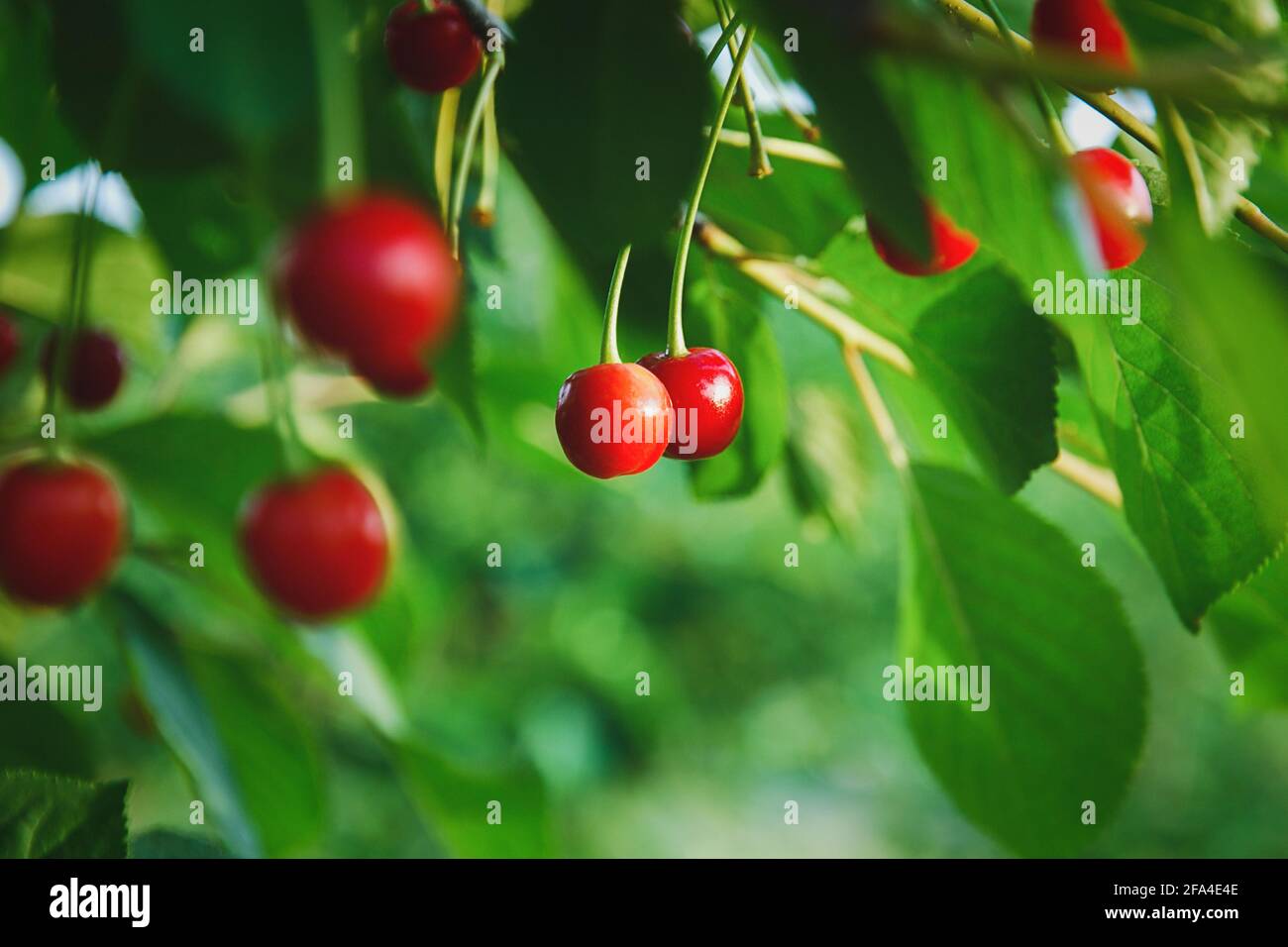 Cherries on the tree, cherry fruit grow in summer orchard Stock Photo ...