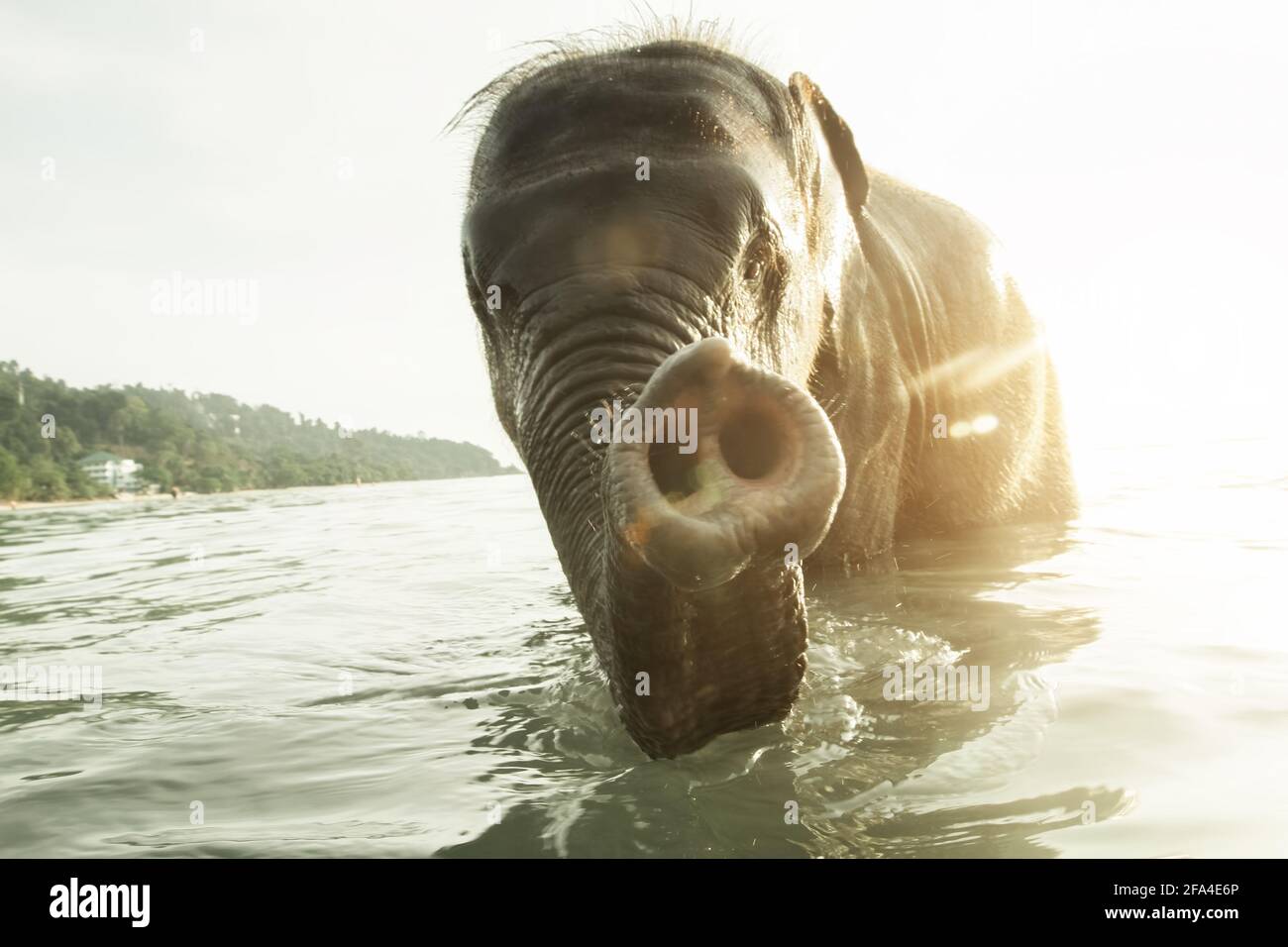Elephant swimming in sea hi-res stock photography and images - Alamy
