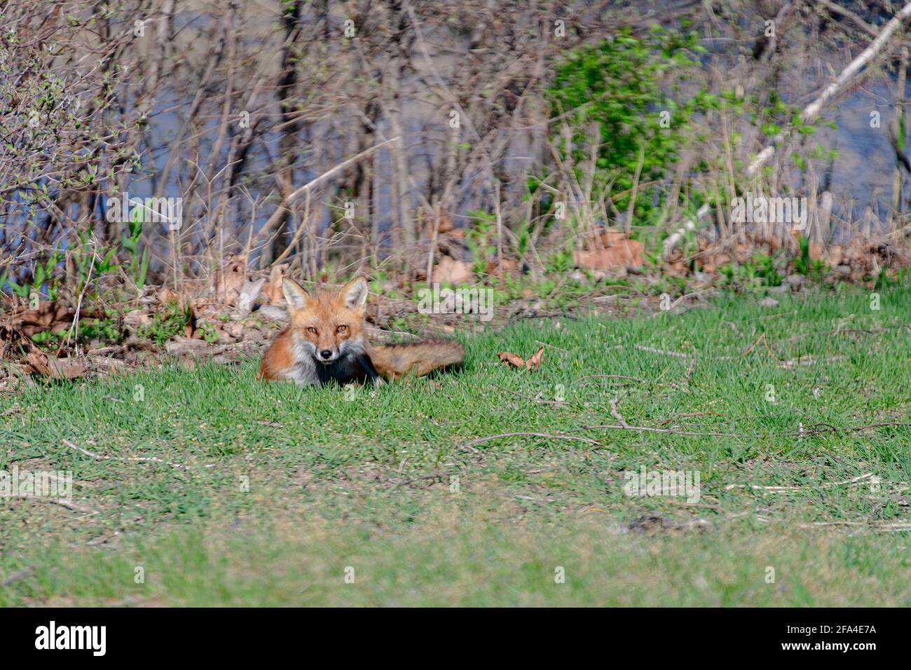 Red fox laying hi-res stock photography and images - Alamy