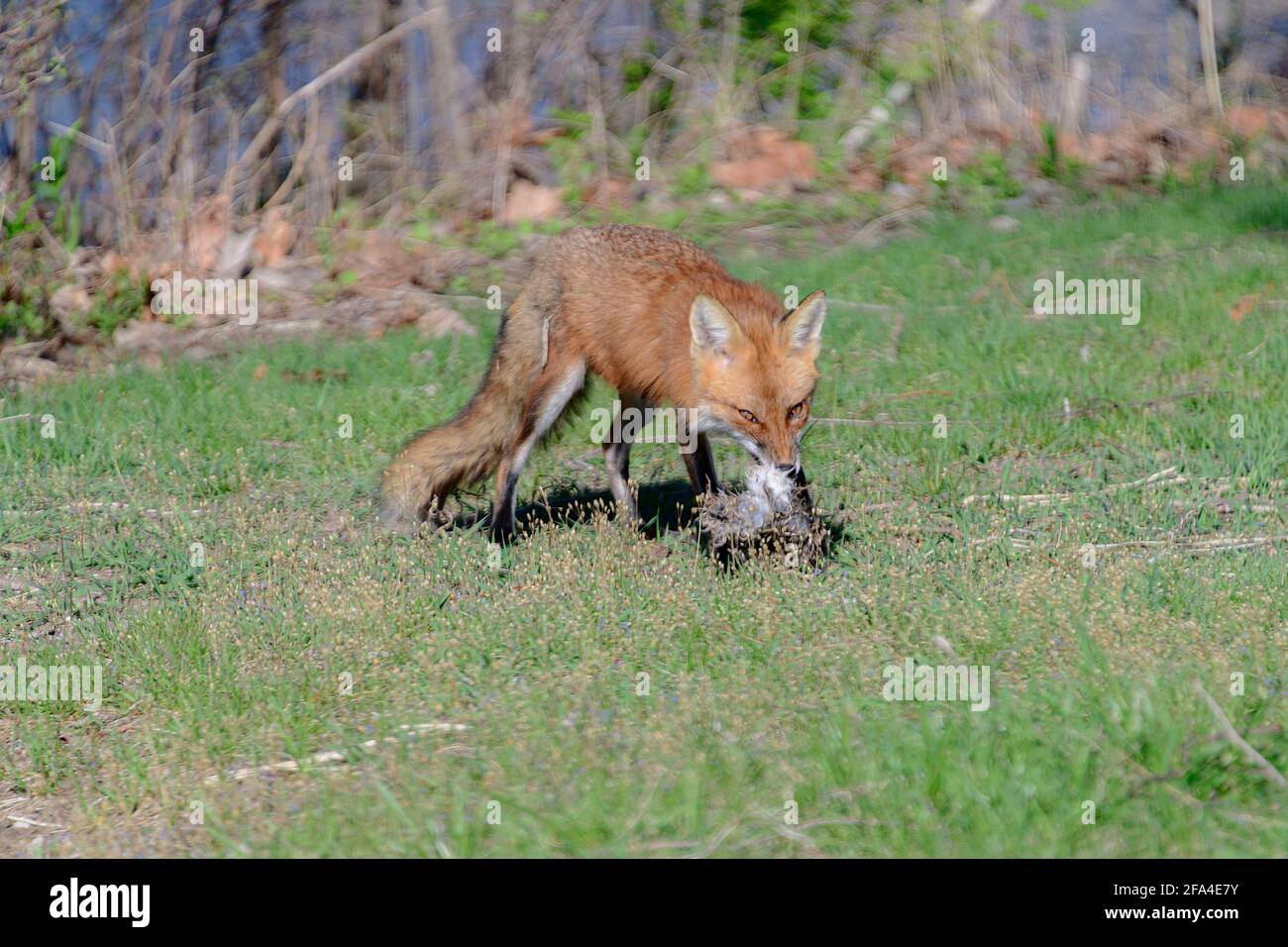 Red Fox eating Stock Photo - Alamy
