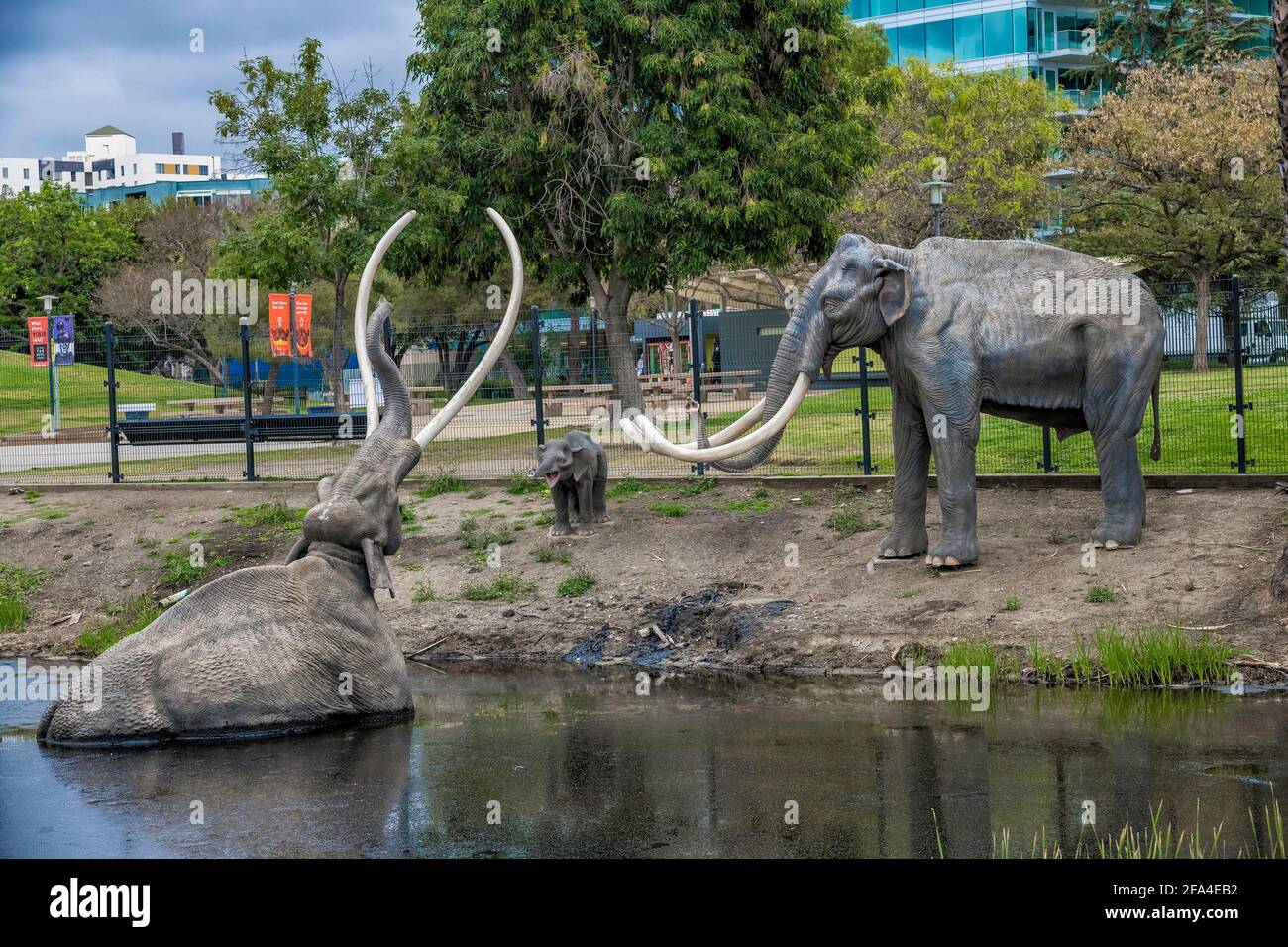 Los Angeles, CA, USA: April 22nd, 2021: The Lake Pit at the La Brea Tar ...