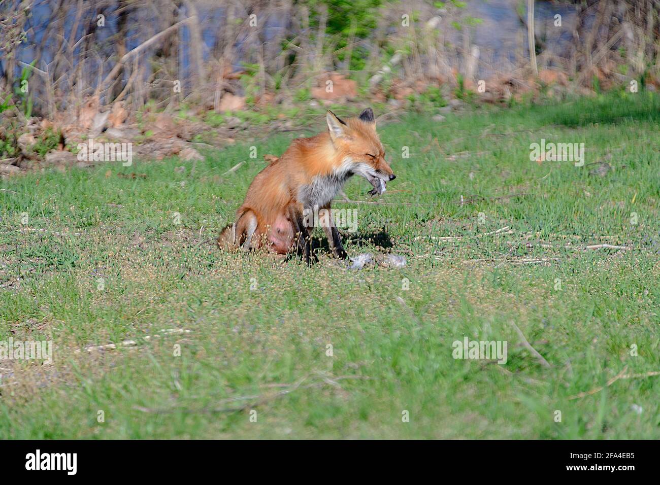 Red Fox eating Stock Photo - Alamy