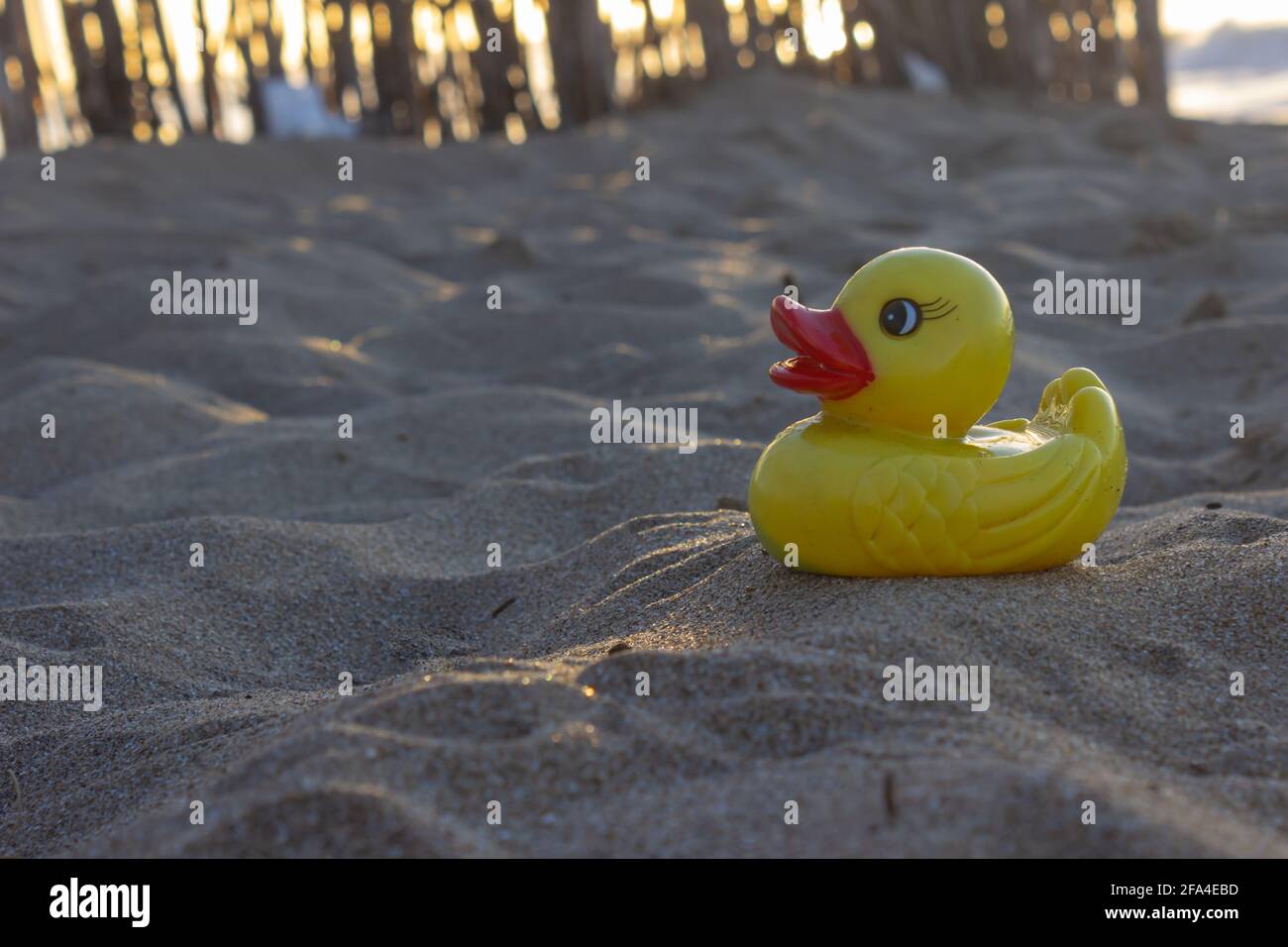 Yellow Duckling Full Grown