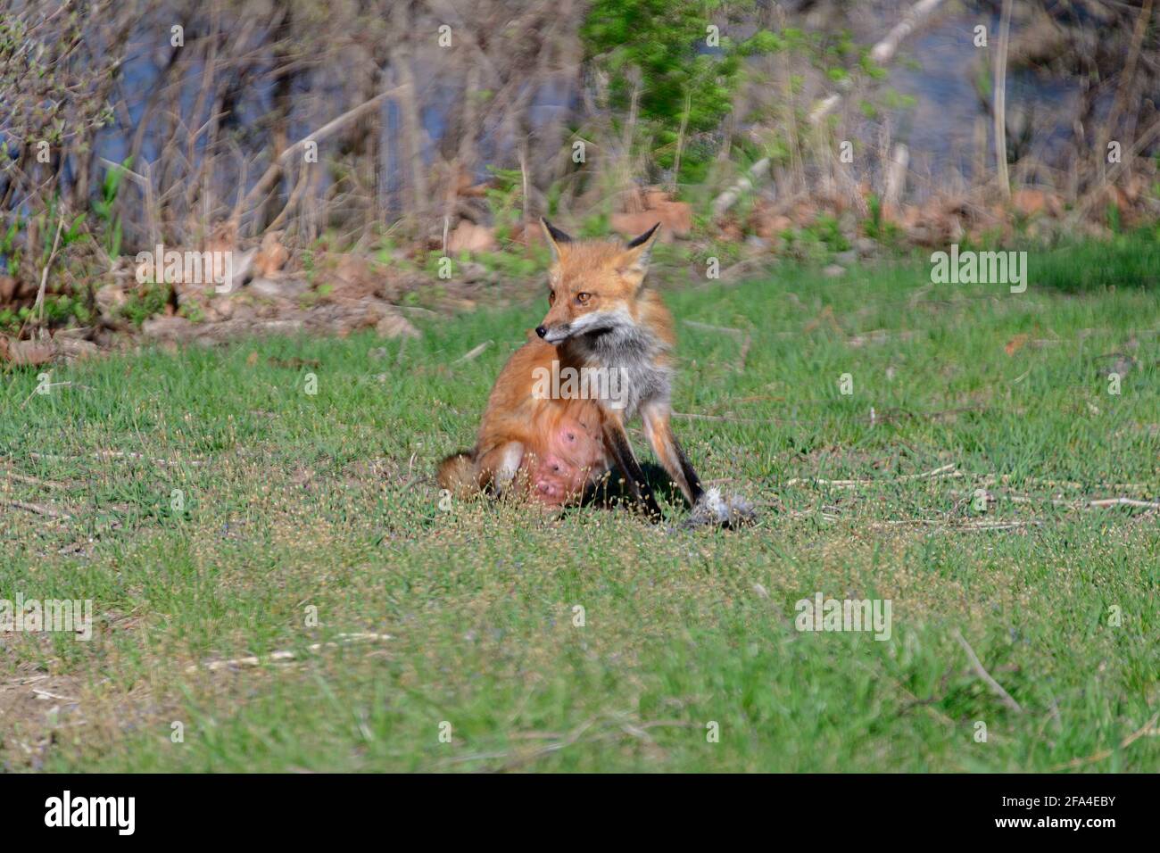 Seated in grass hi-res stock photography and images - Alamy