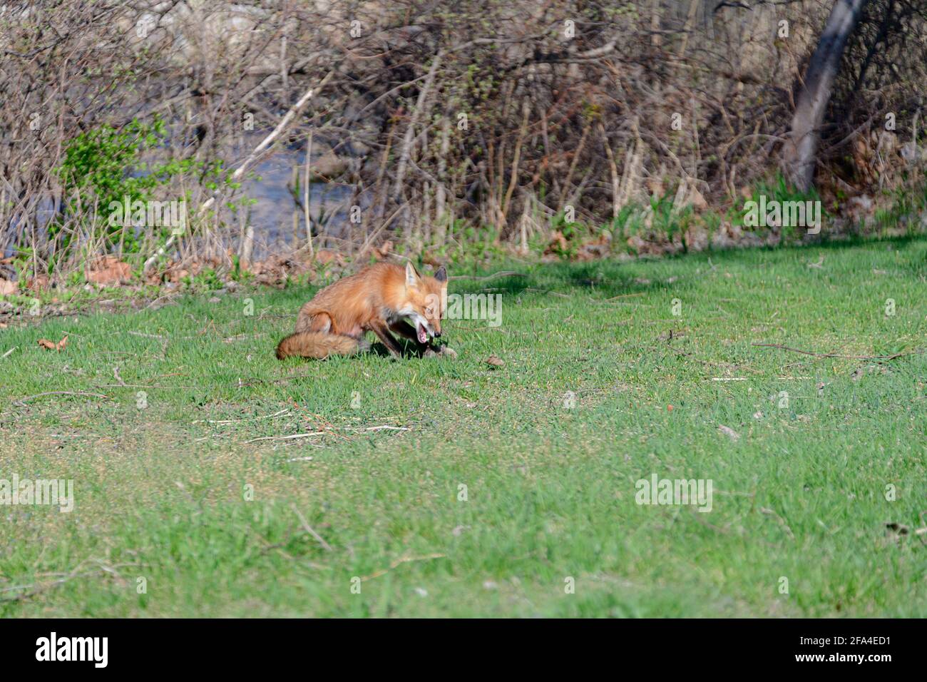 Red Fox eating Stock Photo - Alamy