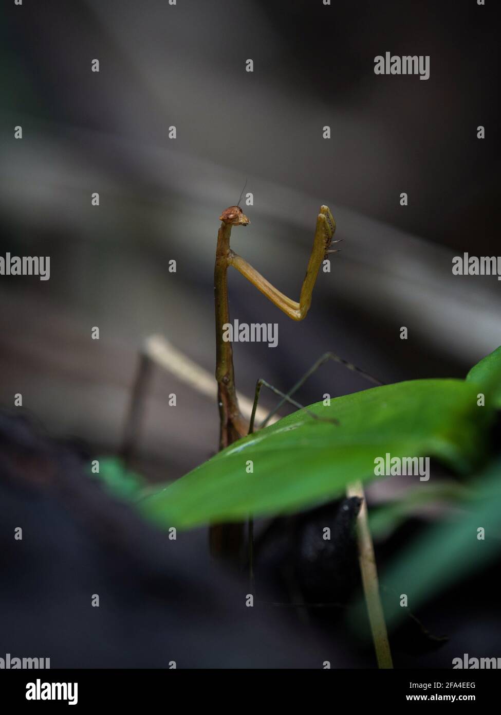 Closeup macro detail selective focus of praying mantis mantodea insect ...