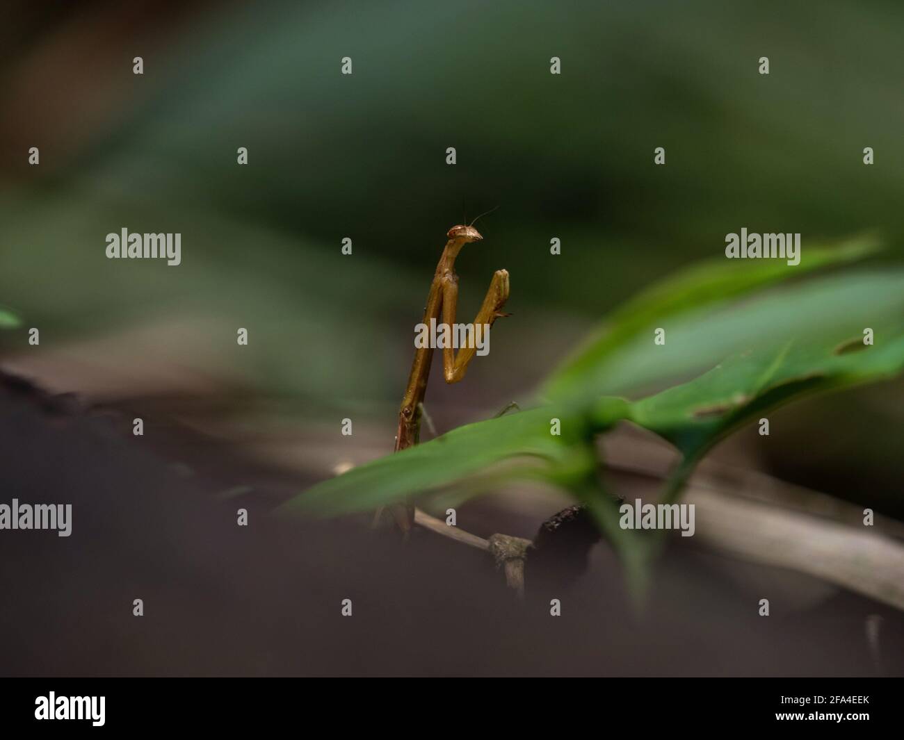 Closeup macro detail selective focus of praying mantis mantodea insect ...