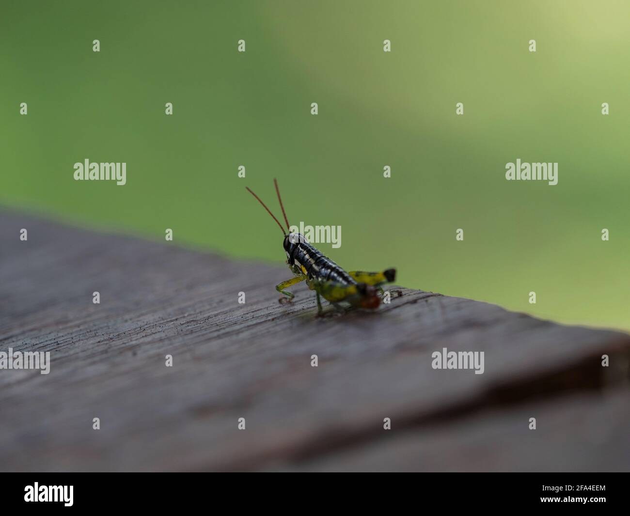 Closeup detail selective focus of grasshopper insect in Amazon ...