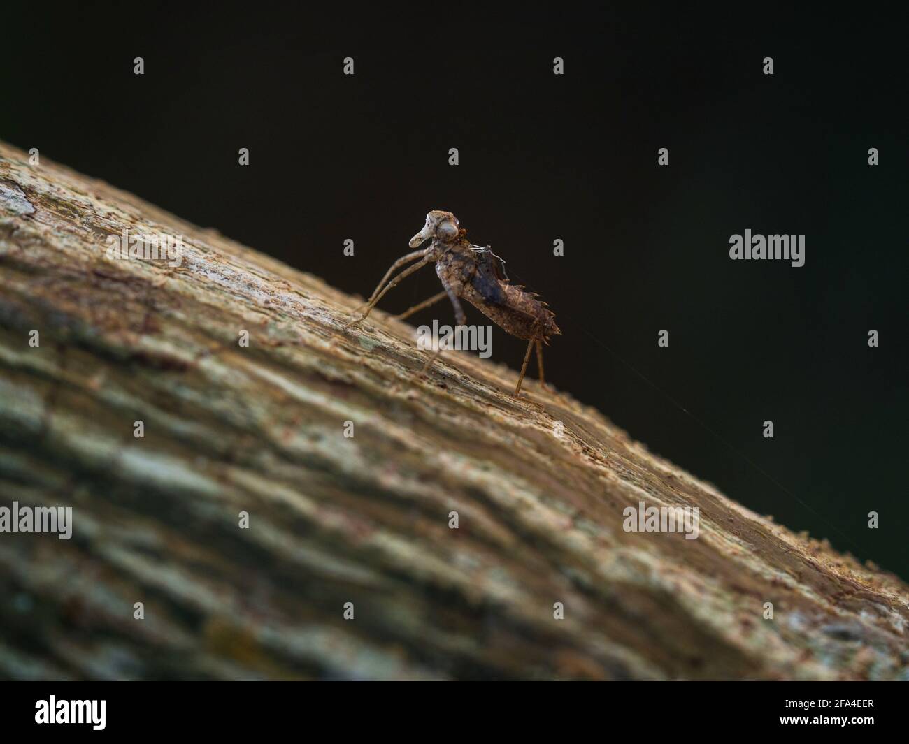 Closeup detail selective focus of grasshopper insect skin shed moulting ...