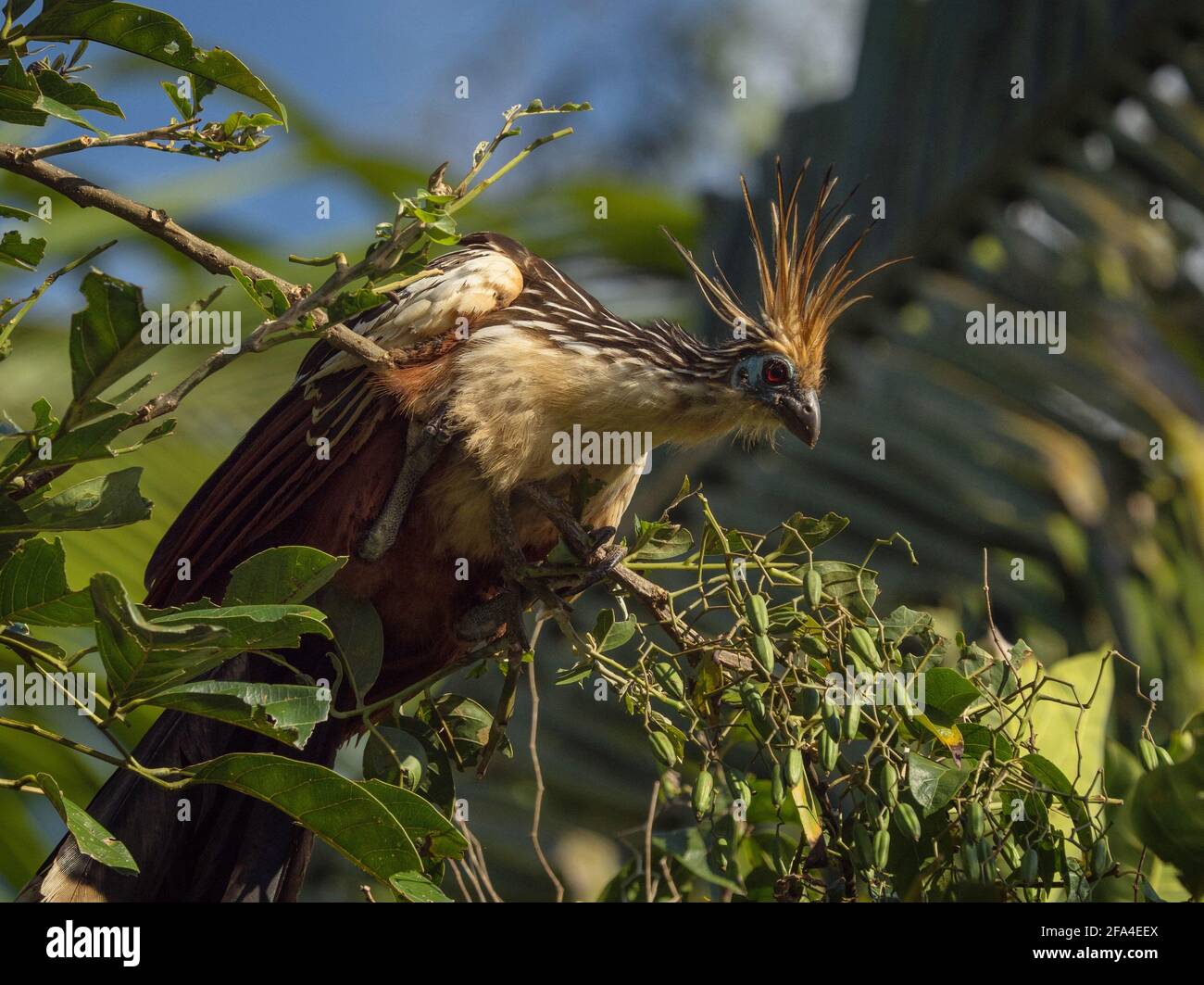 Closeup view of exotic colorful Hoatzin bird Opisthocomus hoazin ...