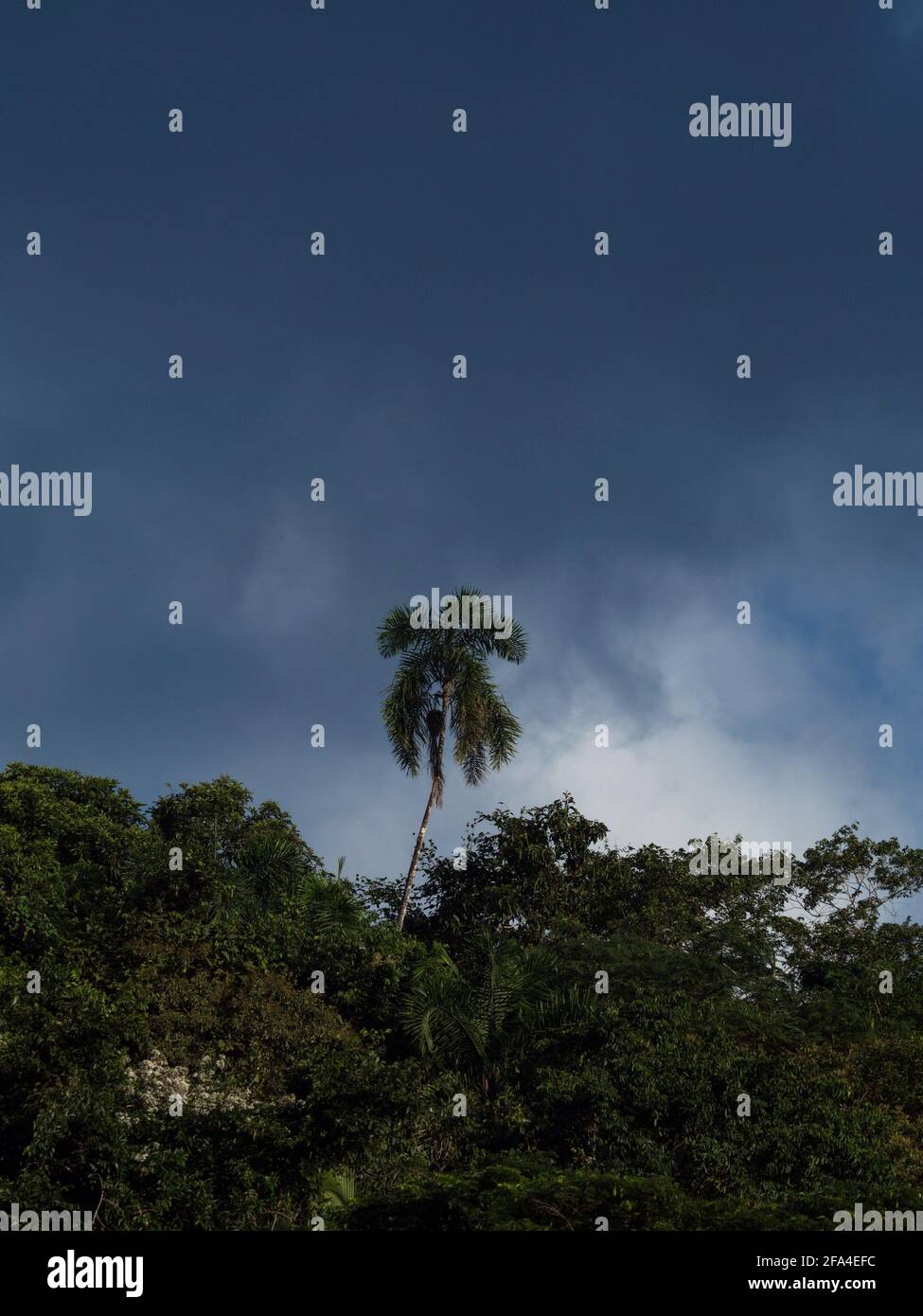 Single isolated palm tree in tropical exotic lush green rainforest ...