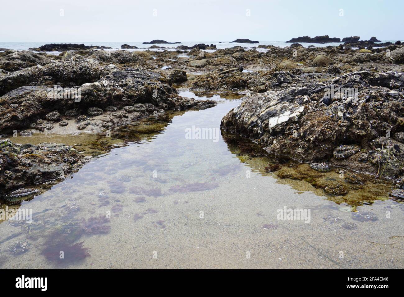 Coast shore beach tidepool hi-res stock photography and images - Alamy