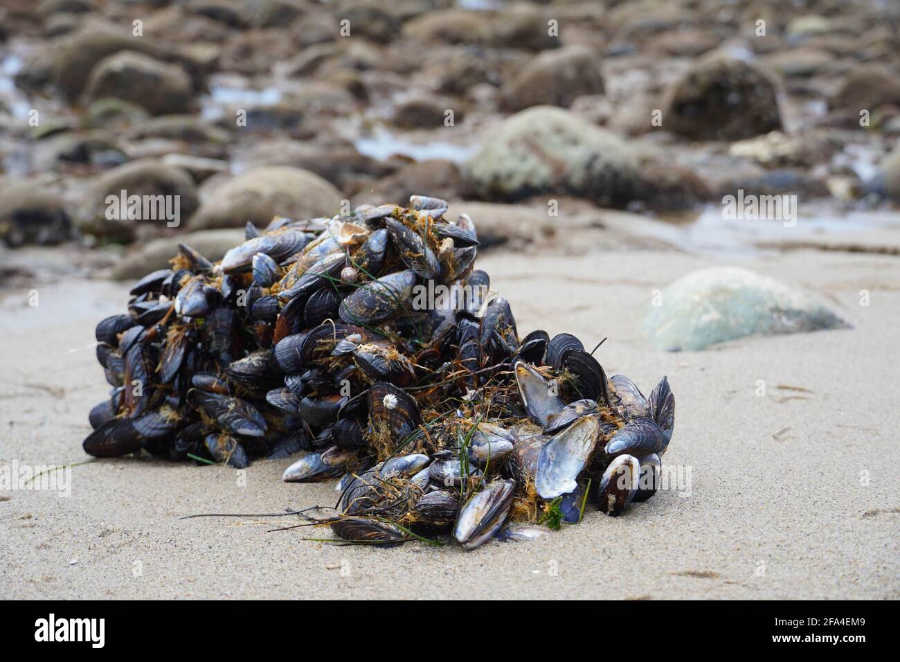 Muscle shells on the beach at Malibu Lagoon, Malibu, California, USA ...