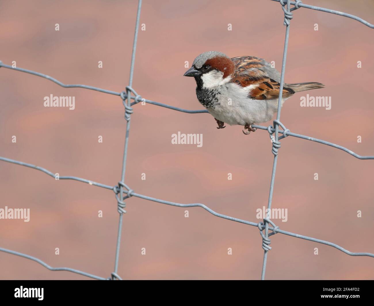 A Male Sparrow Lands on a Square Wire Fence Stock Photo - Alamy