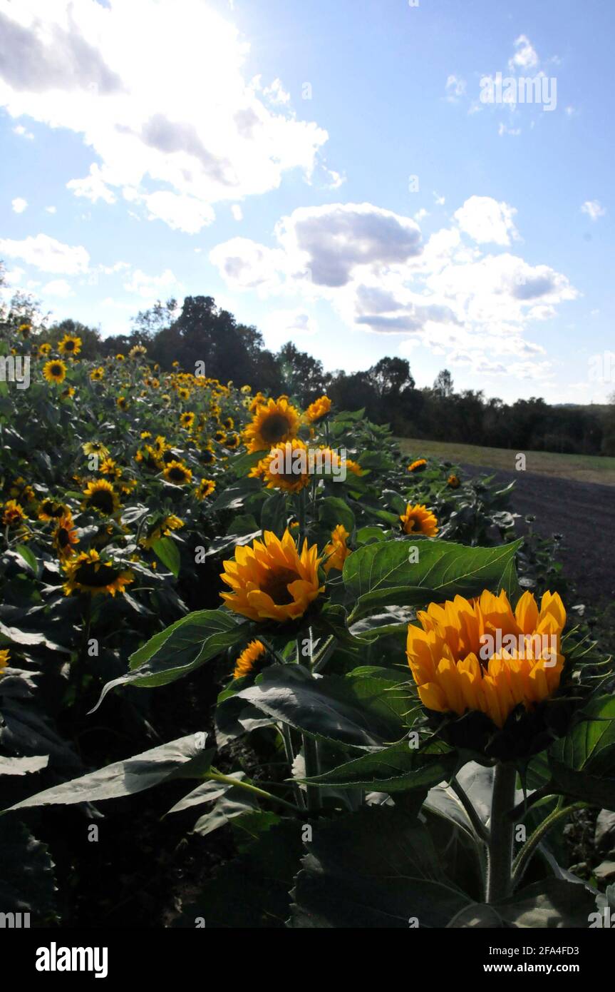 Yellow Sunflowers Growing in a Sunflower Farm Stock Photo - Alamy
