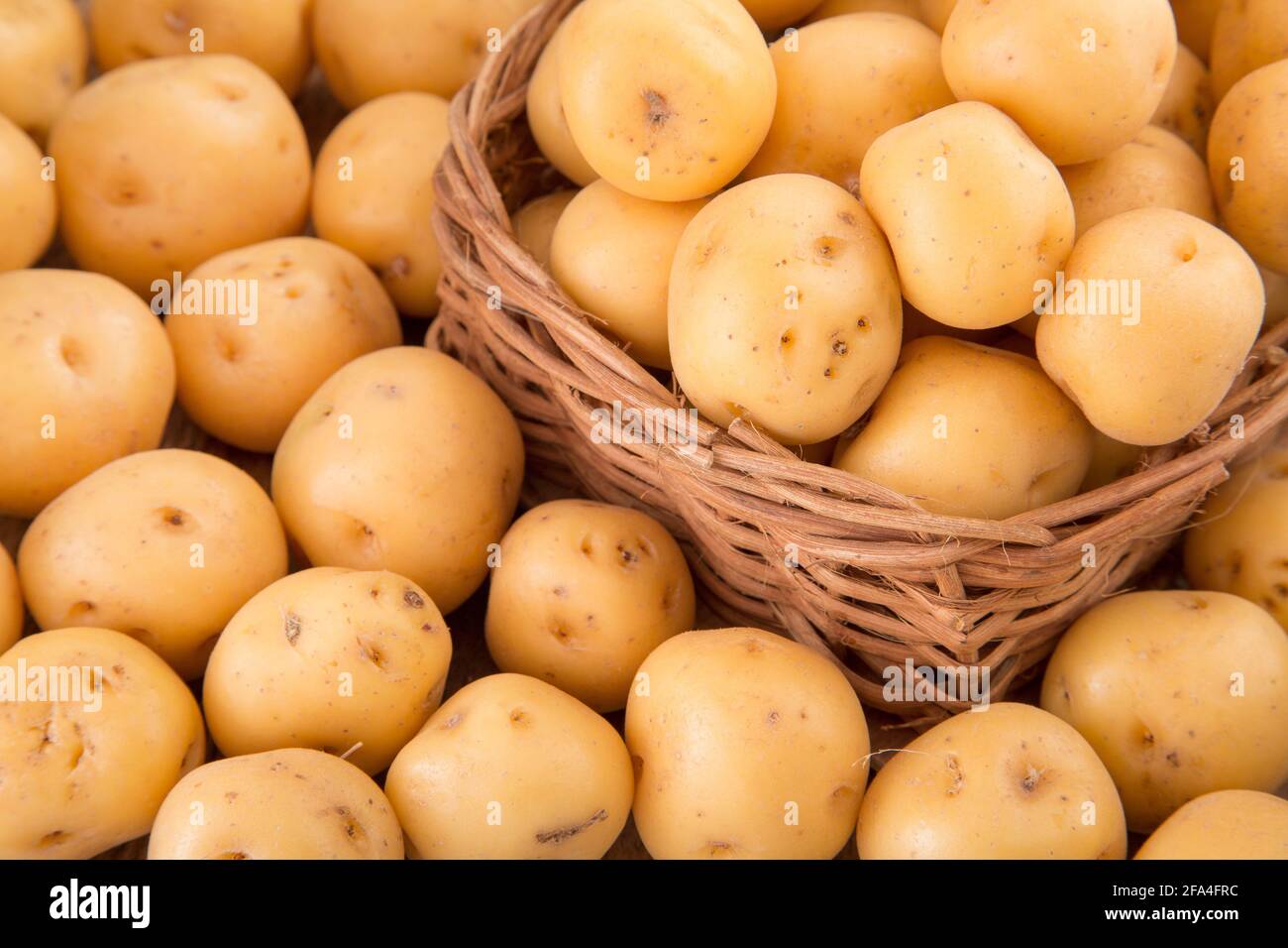 Solanum phureja - Organic yellow creole potato Stock Photo - Alamy
