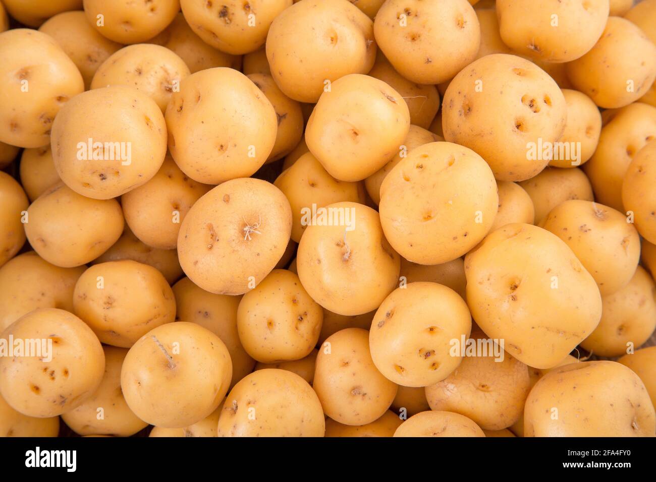 Organic yellow creole potato - Solanum phureja Stock Photo - Alamy