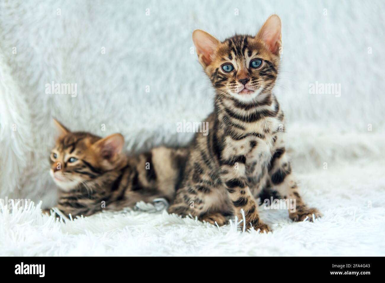 Two cute one month old kittens on a furry white blanket Stock Photo - Alamy