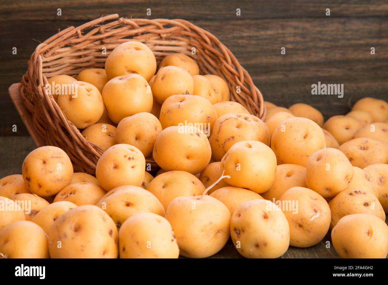 Organic yellow creole potato - Solanum phureja Stock Photo - Alamy