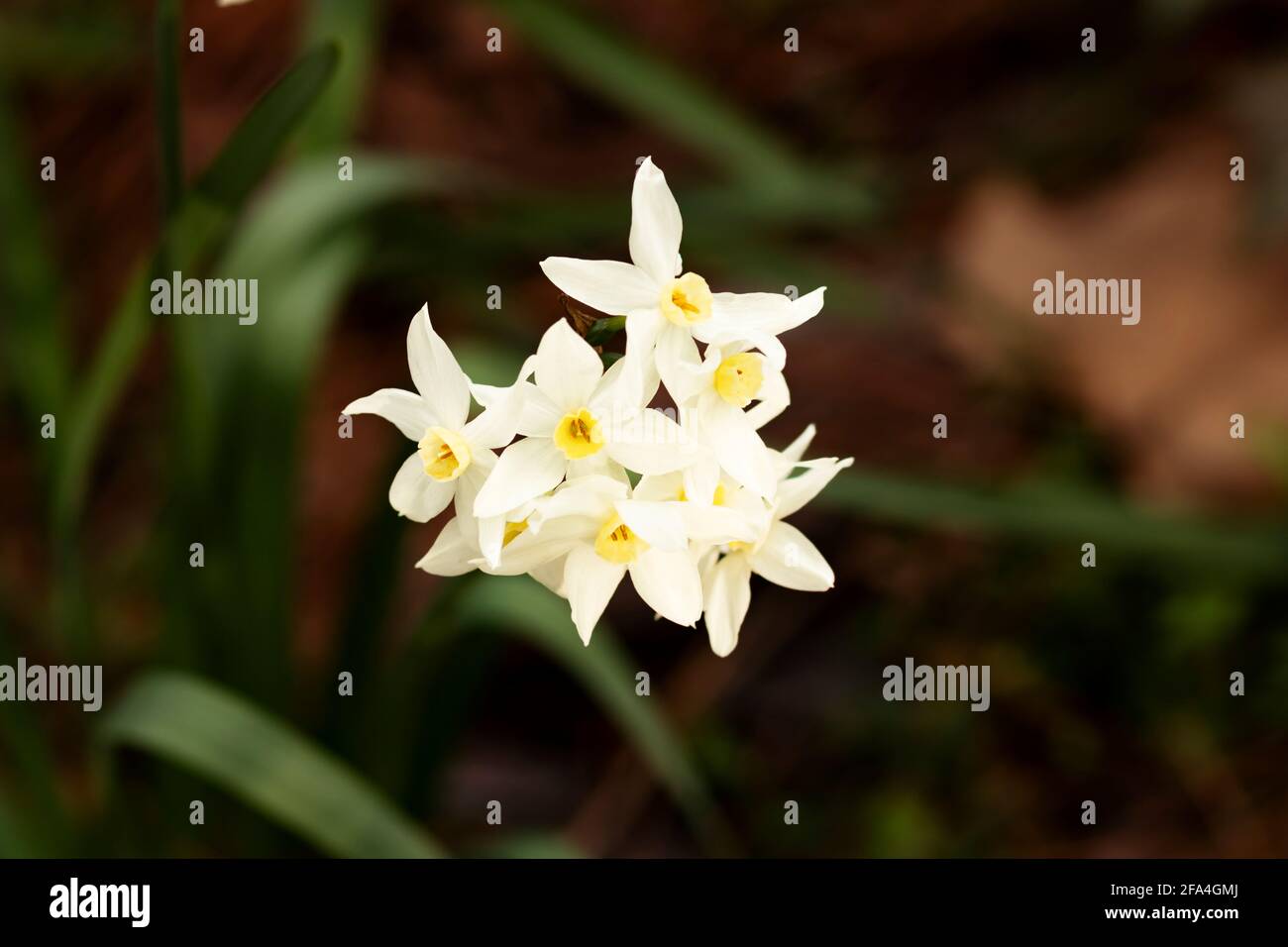 one of a few species known as paperwhite, is a perennial bulbous plant ...