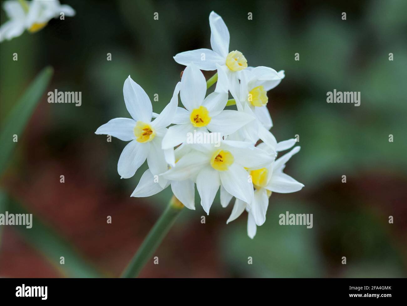 one of a few species known as paperwhite, is a perennial bulbous plant ...
