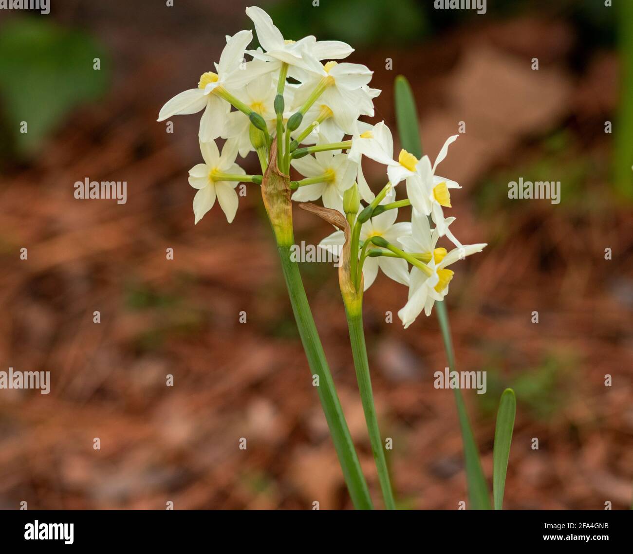 one of a few species are known as paperwhite, is a perennial bulbous ...