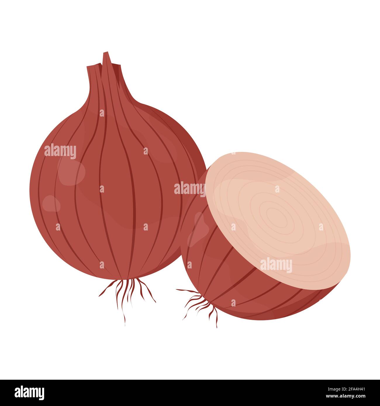 Onion cross section Stock Vector Images - Alamy