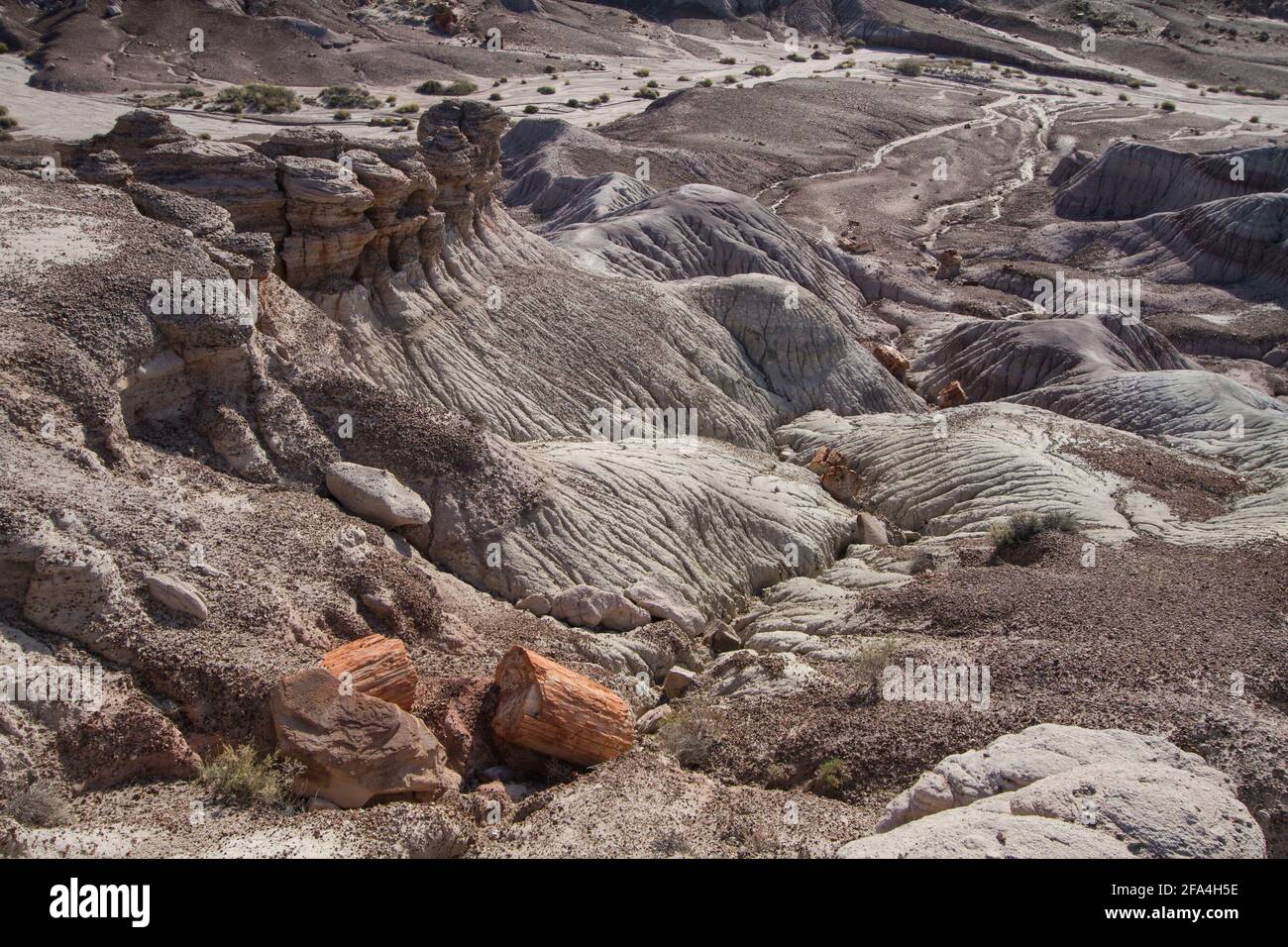 Fossil trees hi-res stock photography and images - Alamy