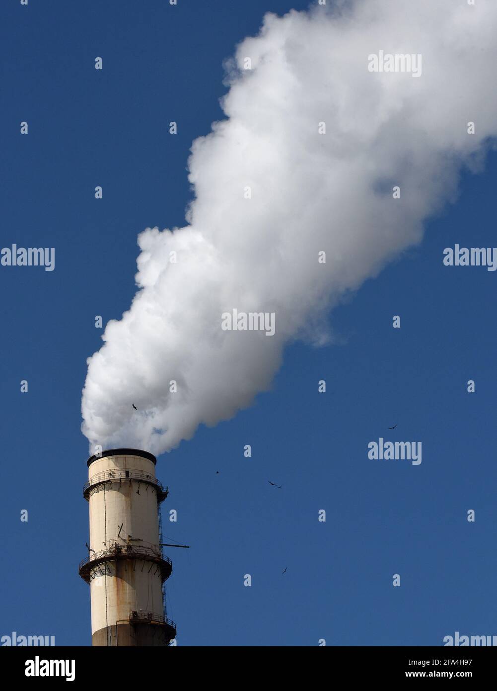 A billowing smokestack is seen at Tampa Electric Big Bend power station ...
