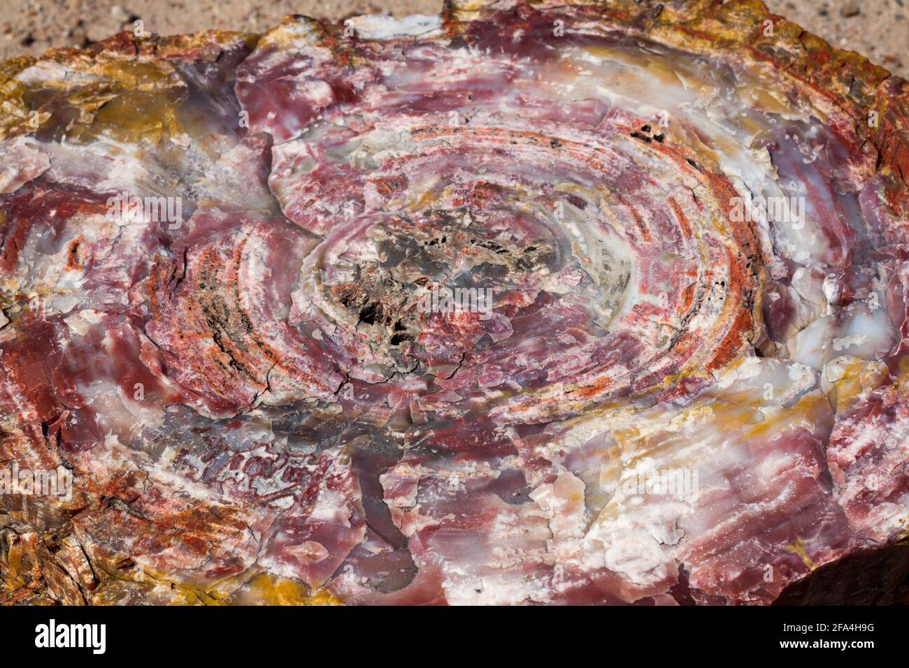 Araucarioxylon tree hi-res stock photography and images - Alamy