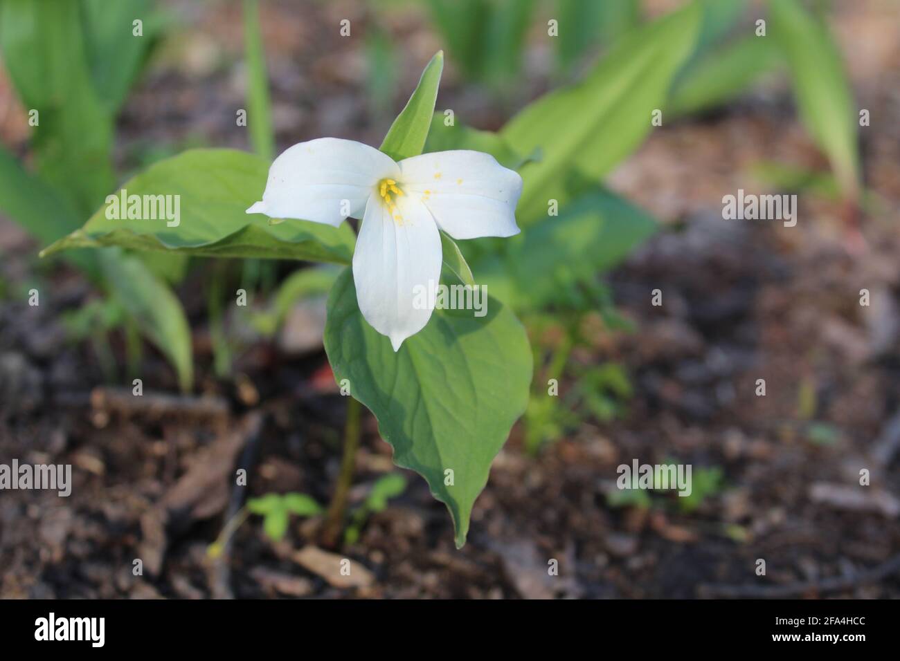 Trillium wildflowers hi-res stock photography and images - Alamy