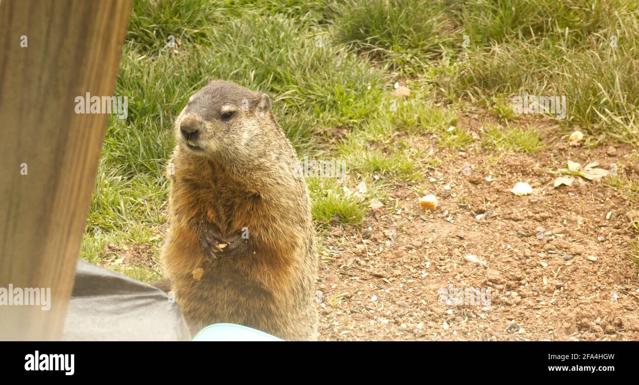 A Groundhog Captured While Eating Food Stock Photo - Alamy