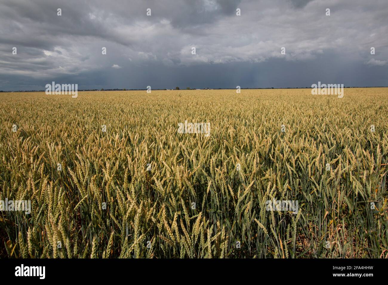 A Spring storm system approaches a mature crop of wheat on irrigated ...
