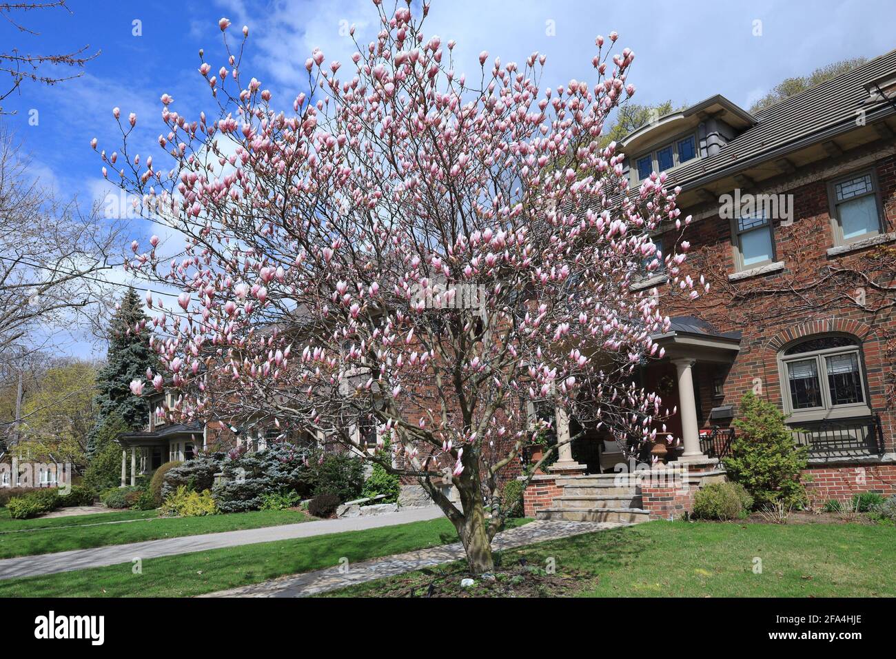 Magnolia tree in front garden hi-res stock photography and images - Alamy