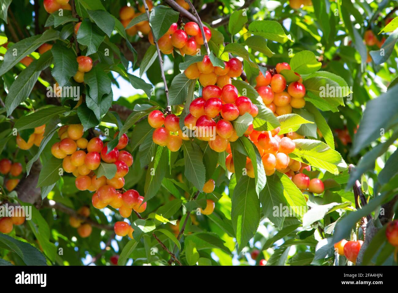 Cherries, Rainier, private orchard, commercial crop, yellow flesh ...