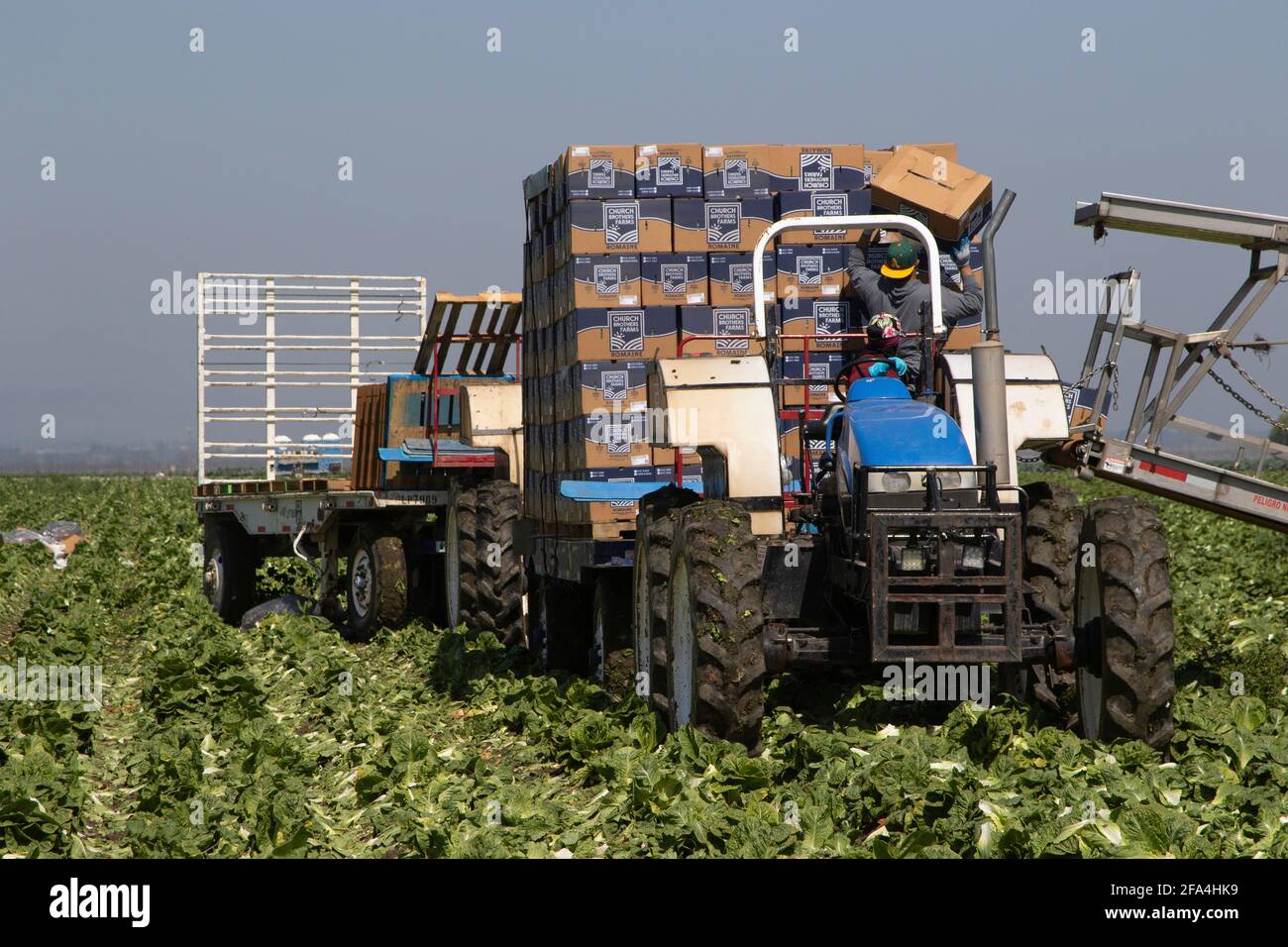 Romaine lettuce, organic, field packing, commercial harvest, private ...