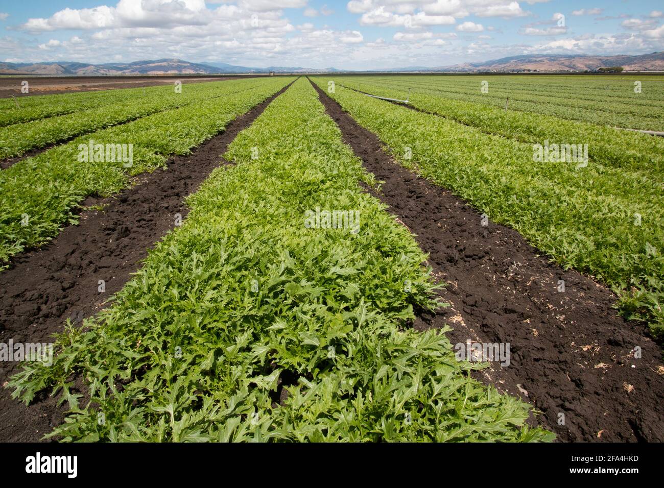 Irrigated crop hi-res stock photography and images - Alamy