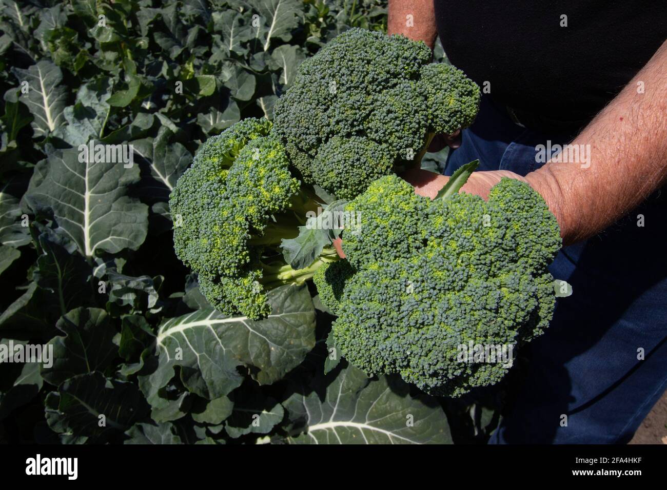 Broccoli, fresh, vegetable, commercial market crop, private farm ...
