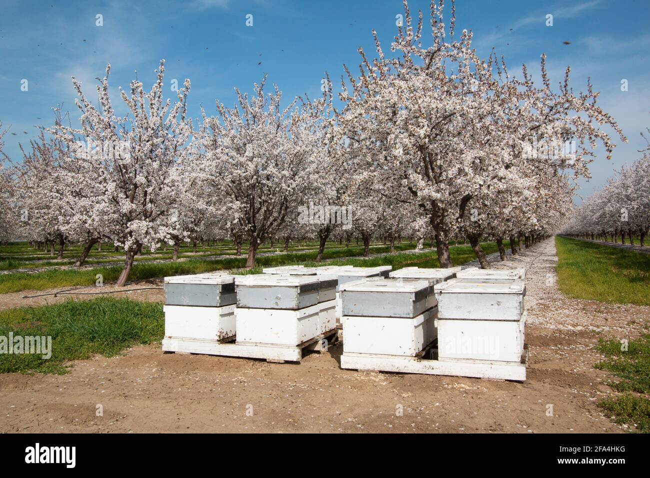 Beehives almond orchard hi-res stock photography and images - Alamy