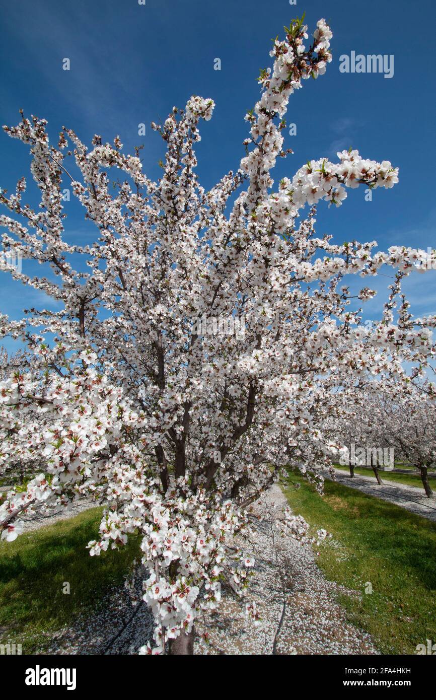 Almond tree, full bloom, private farm, irrigated, major USA export, San ...