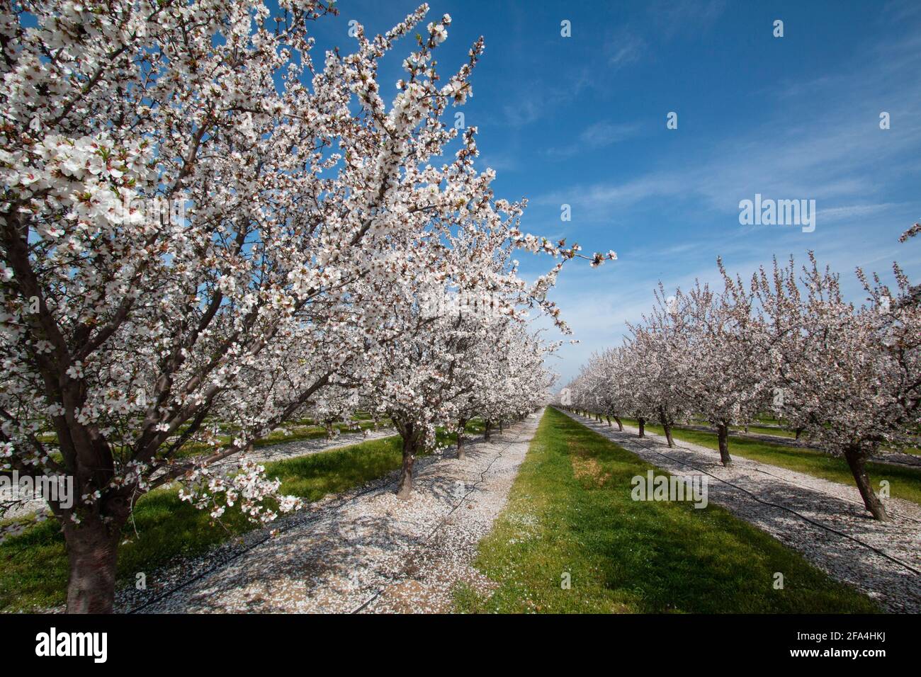 Almond orchard hi-res stock photography and images - Alamy